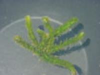 Underwater Anacharis - HARDY – Grassland Aquatics